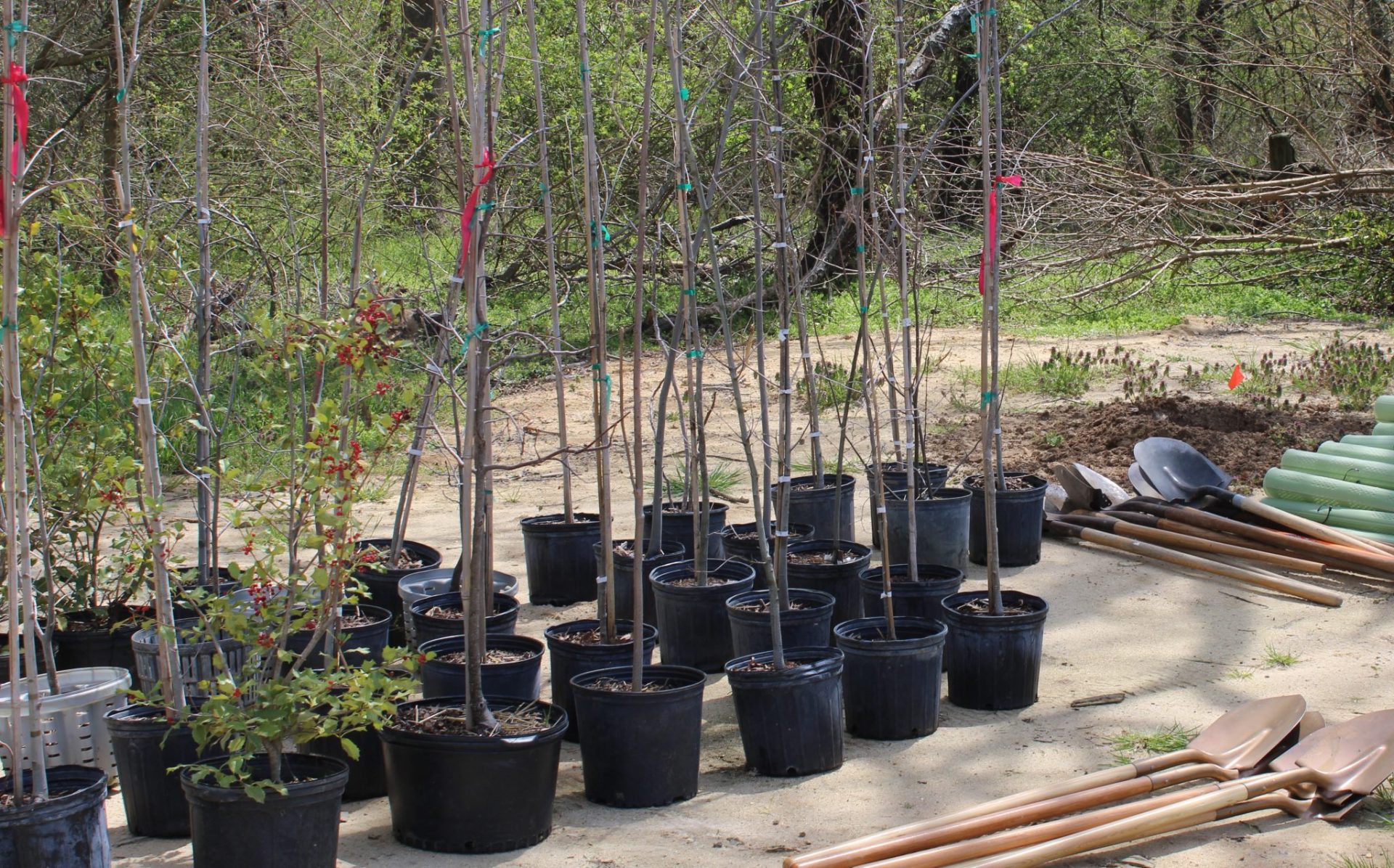 Grants available for tree planting projects until July 21